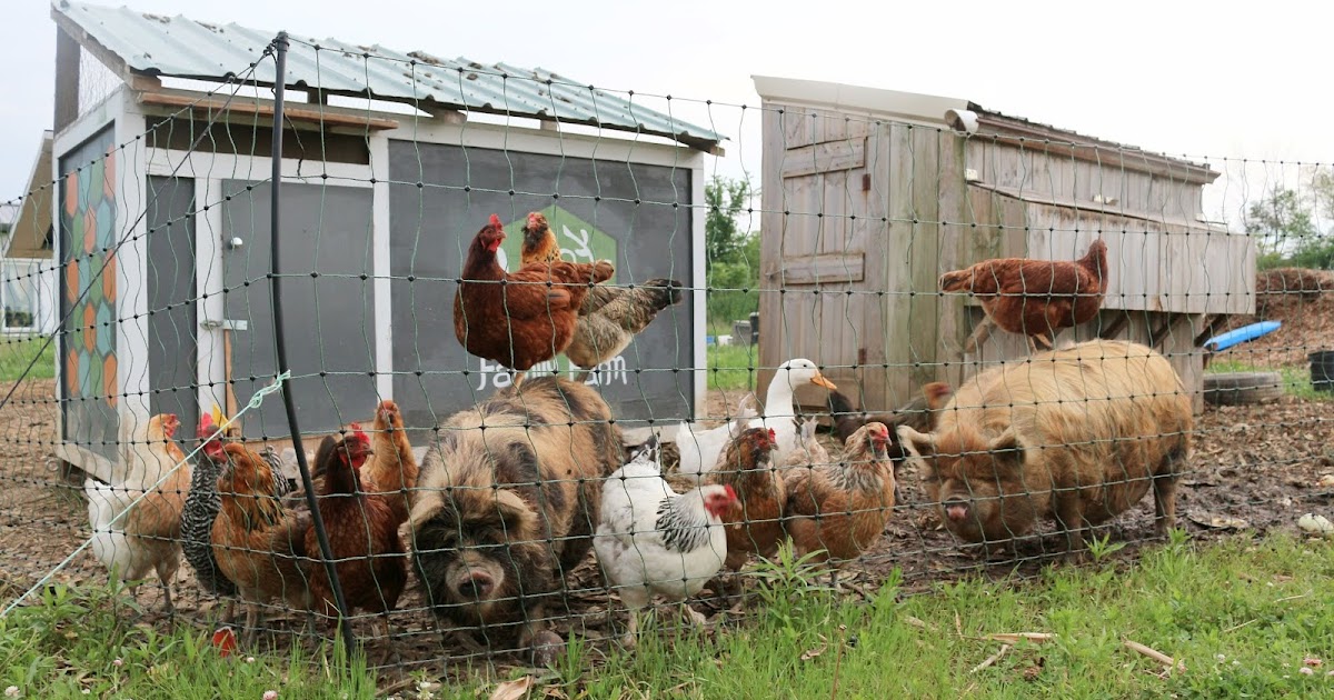 Culling Old Hens and Sustainable Transformations