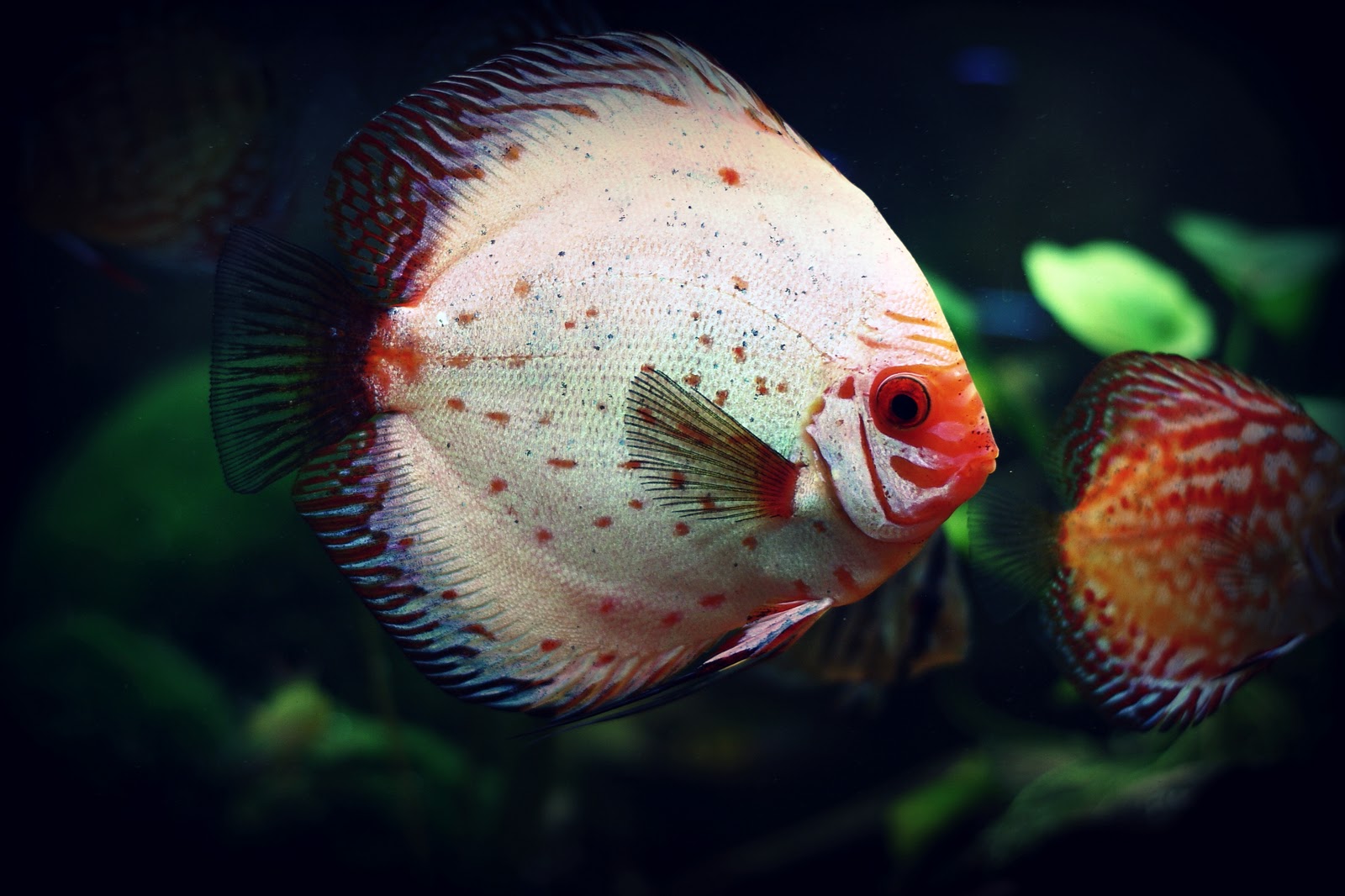 Discus: Aquarium Photography
