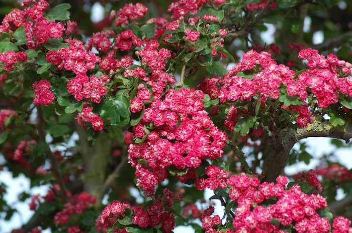 Spirit Whispers: Hawthorne... the white & the red