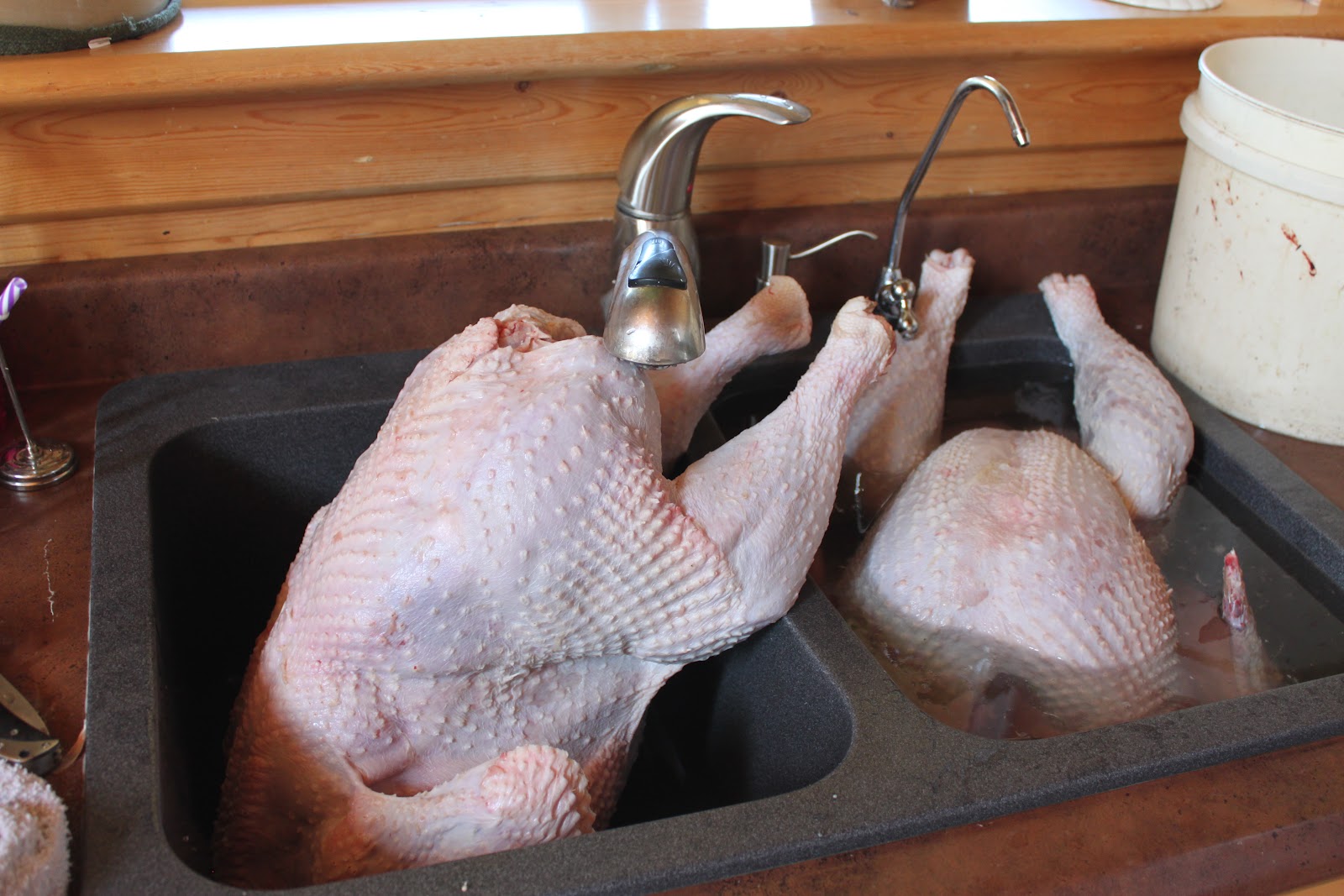 Welcome to Beaver Creek Homestead: Its Turkey Time!