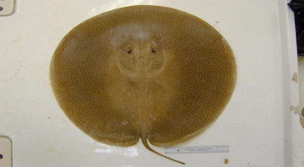 ADRIAN'S BLOG: New Species of Fish Pari Pancake