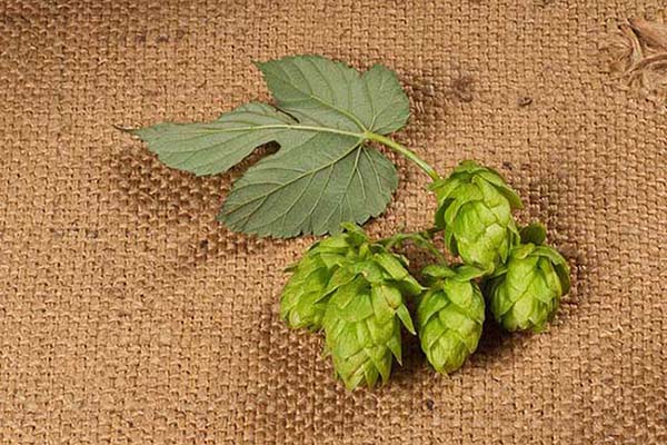 Lúpulo en la cerveza: de dónde viene y qué tipología utilizamos