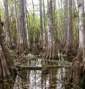 Pengertian Rawa: Apa itu Rawa? - cekrisna