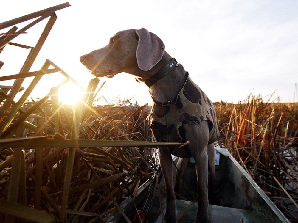 Pointing Dog Blog: Breed of the Week: The Weimaraner Part 1