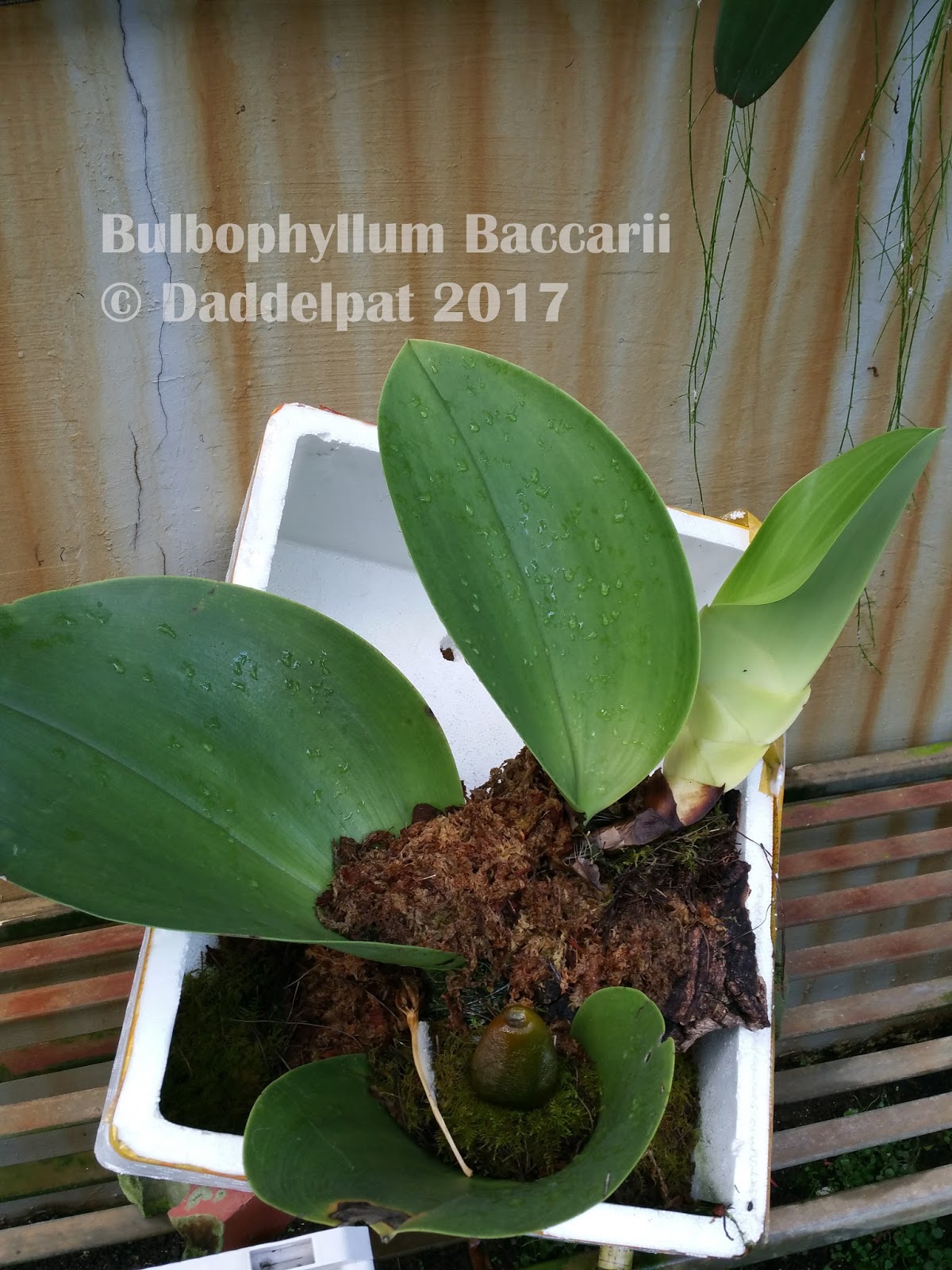 Daddel's Thumbprints: 2017-04-16