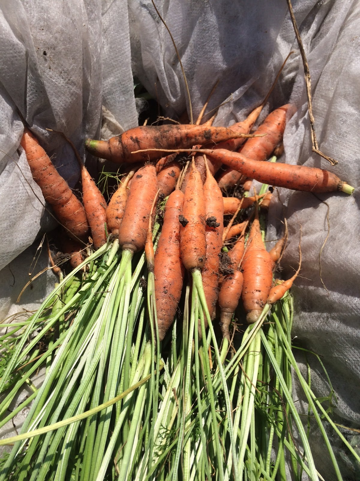 WashingtonGardener: Fenton Friday: Carrot Harvest