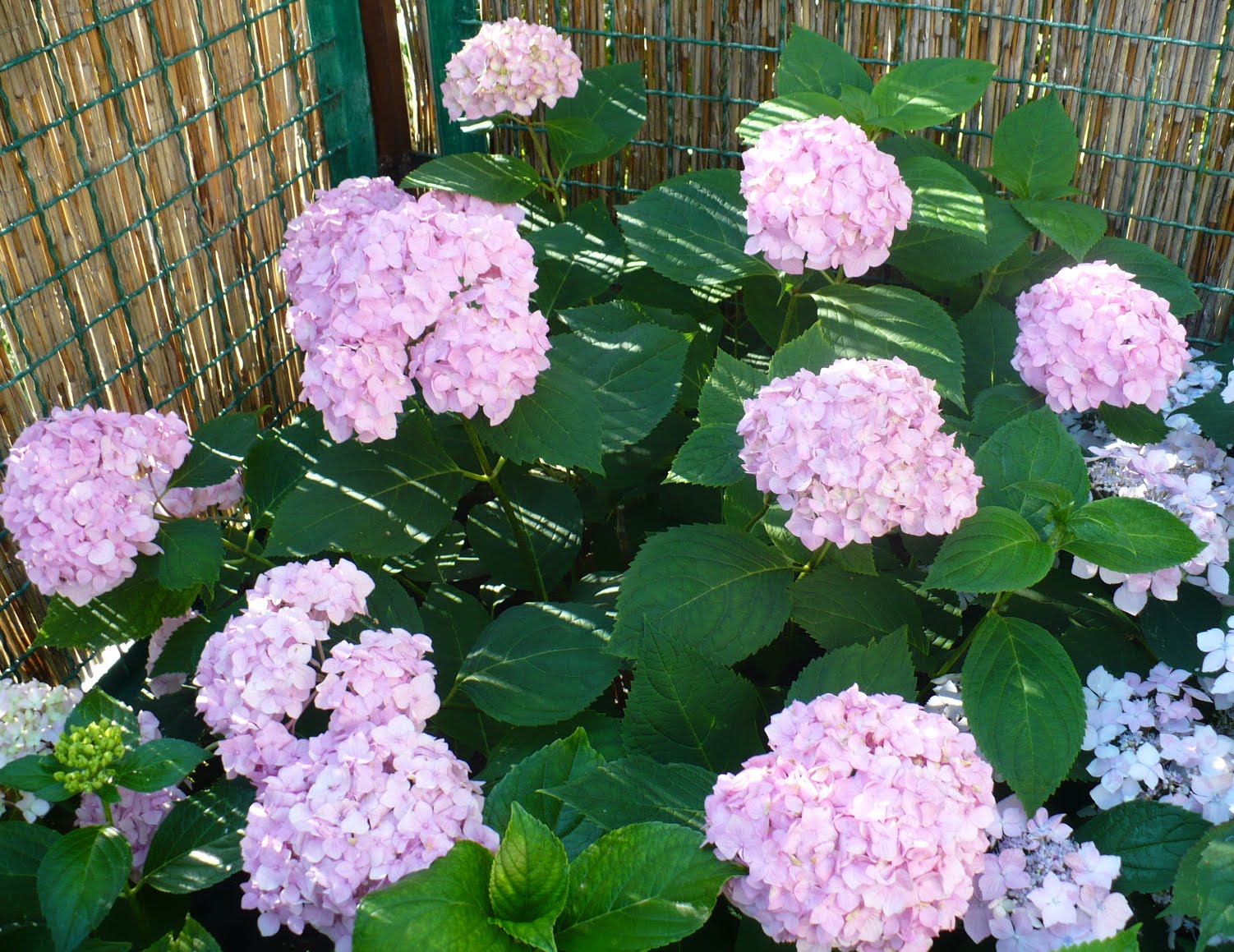 Hydrangea, Hortensja: Hydrangea macrophylla (Hortensja ogrodowa ...