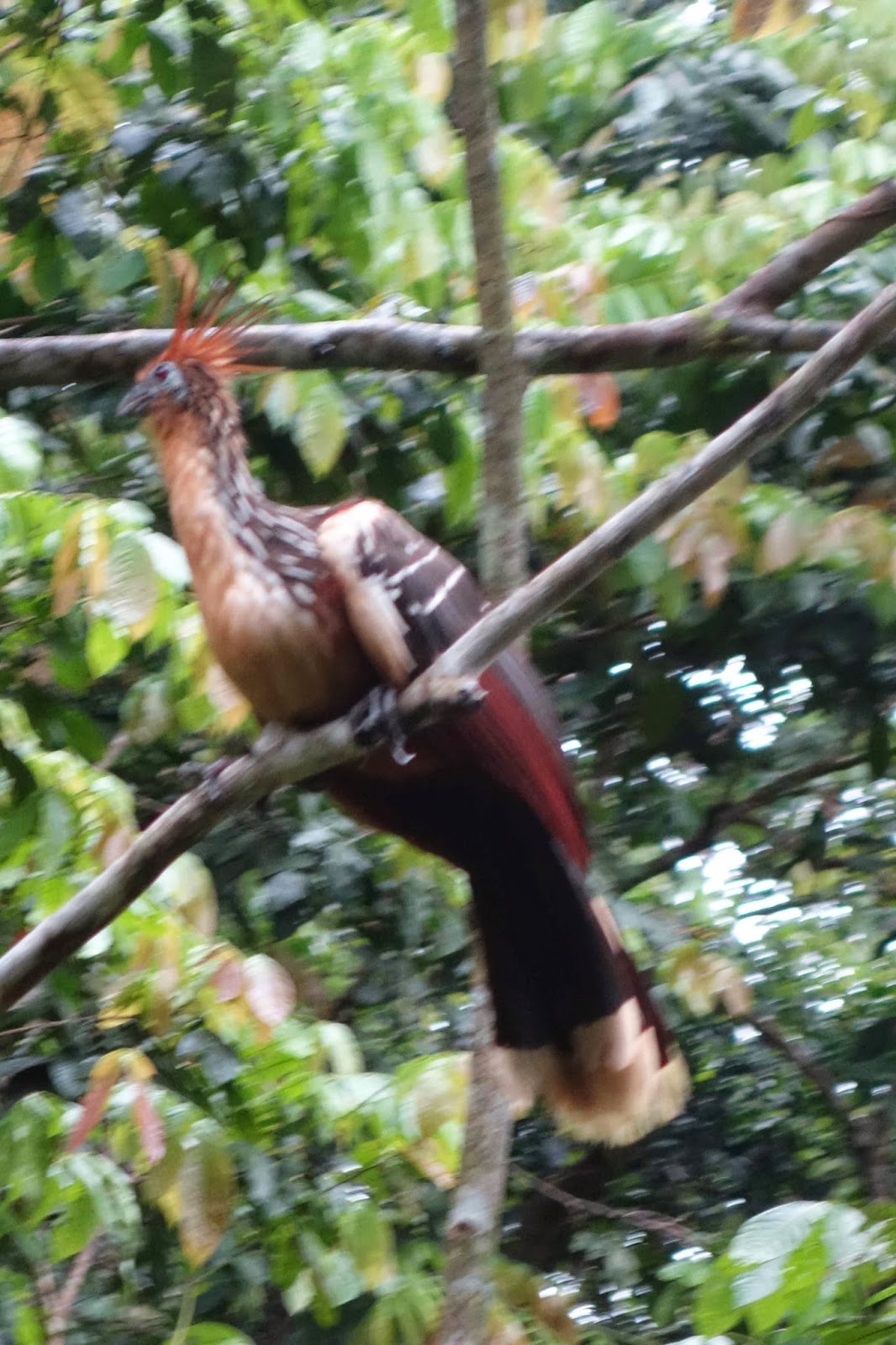 Our Family Time Out: Animal life in the Oriente