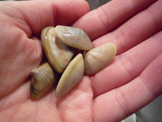 Bolli's Kitchen: C'est l'heure de l'apéro: tellines! Apero-Time ...