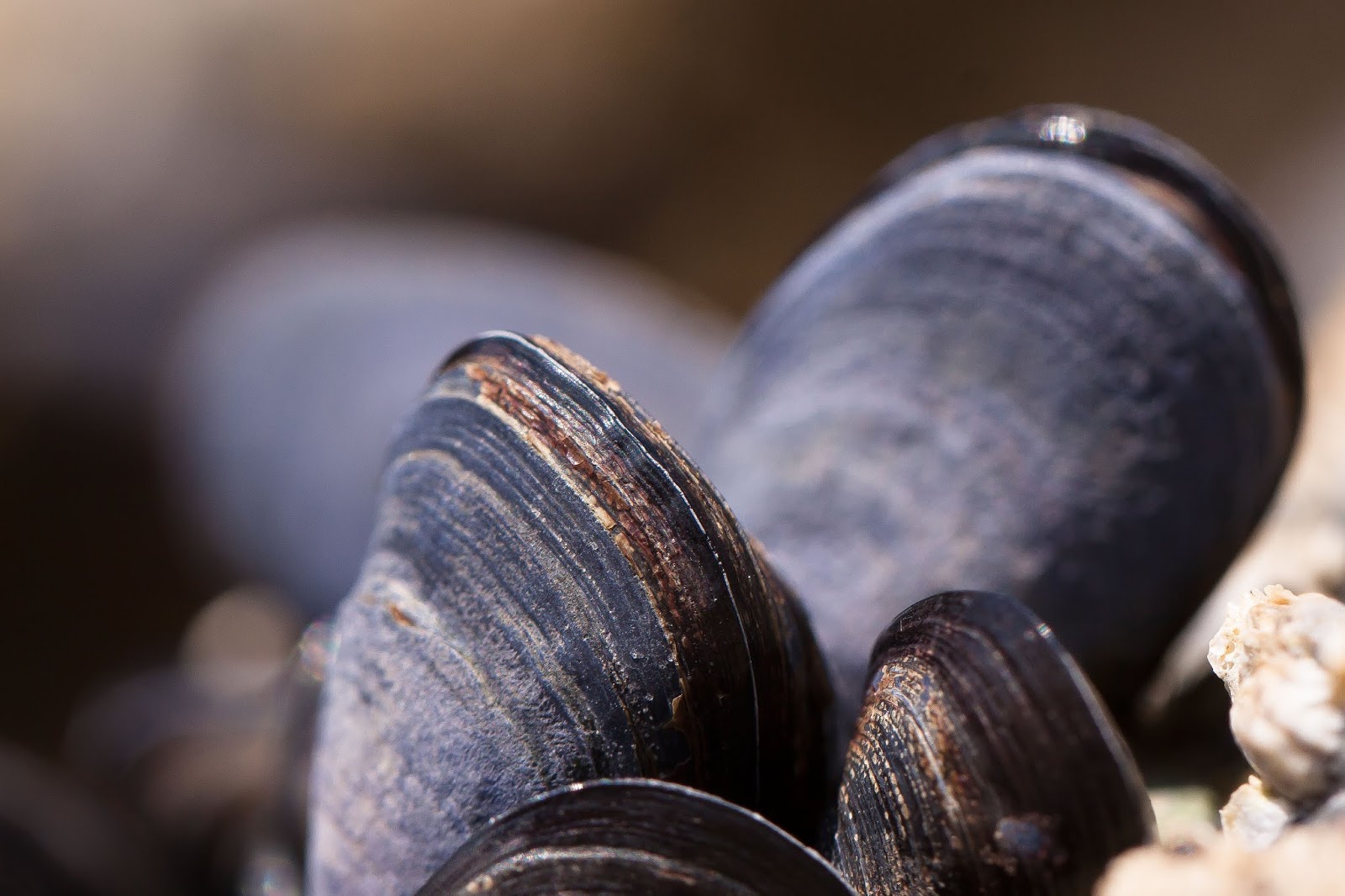 Go And Learn It: Omer 2019 Day 18: Ocean Quahog Clams