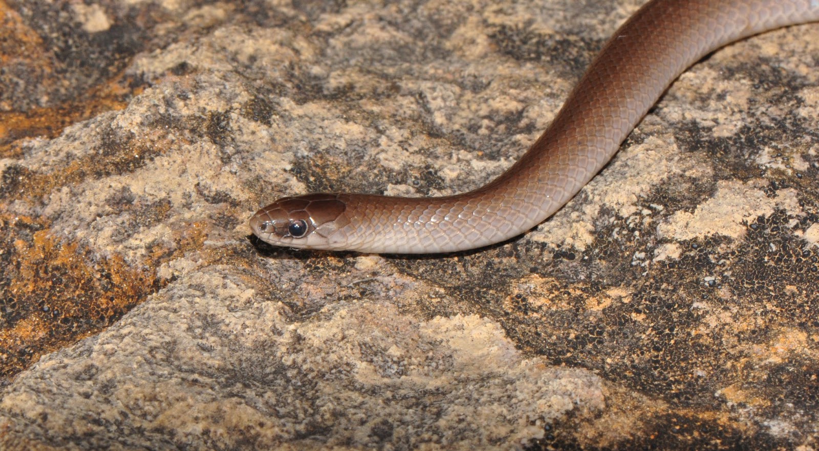 Life on The Edge: Earthsnakes around Earth Day