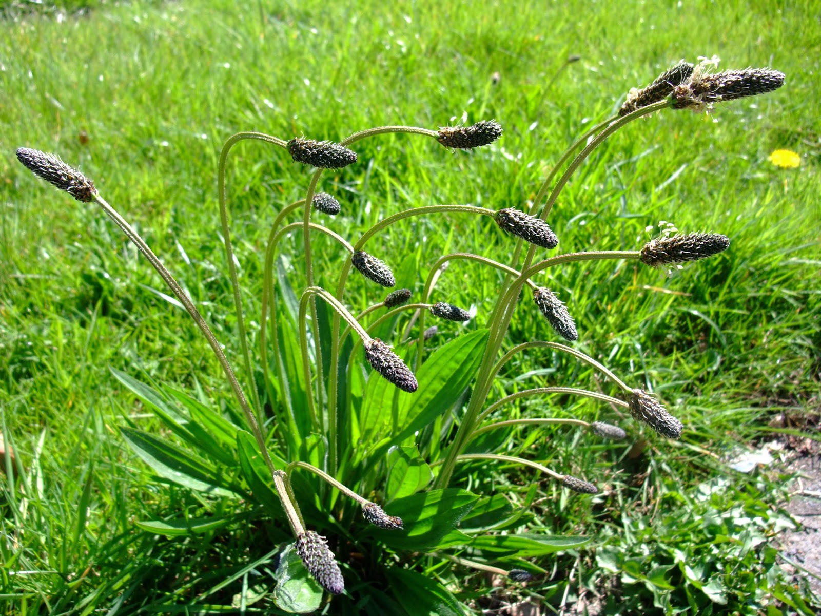 HERBAL PICNIC: RIBWORT PLANTAIN