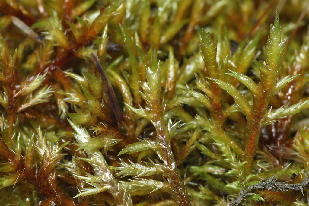 Moonmoths Photo Gallery: Ffoslas