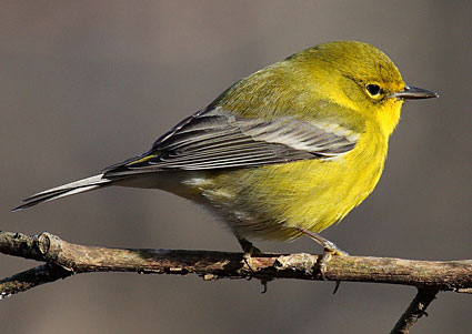 GTM Research Reserve Butterfly Monitoring Blog: May 20, 2013 Butterfly ...