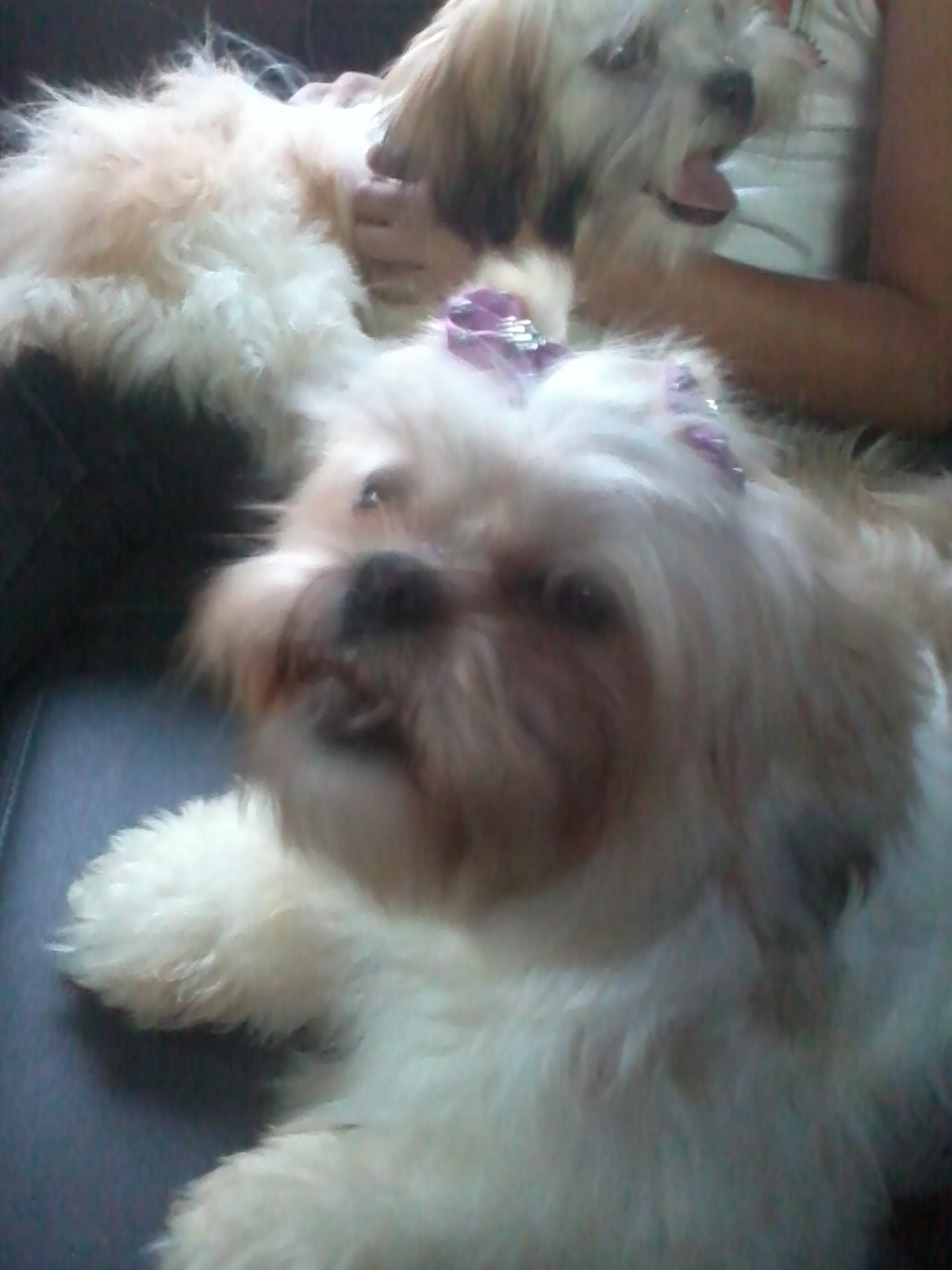 GiPink: Tudo Sobre a Raça Lhasa Apso