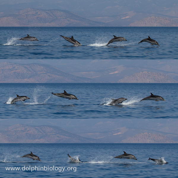 Dolphin Biology and Conservation: Porpoising
