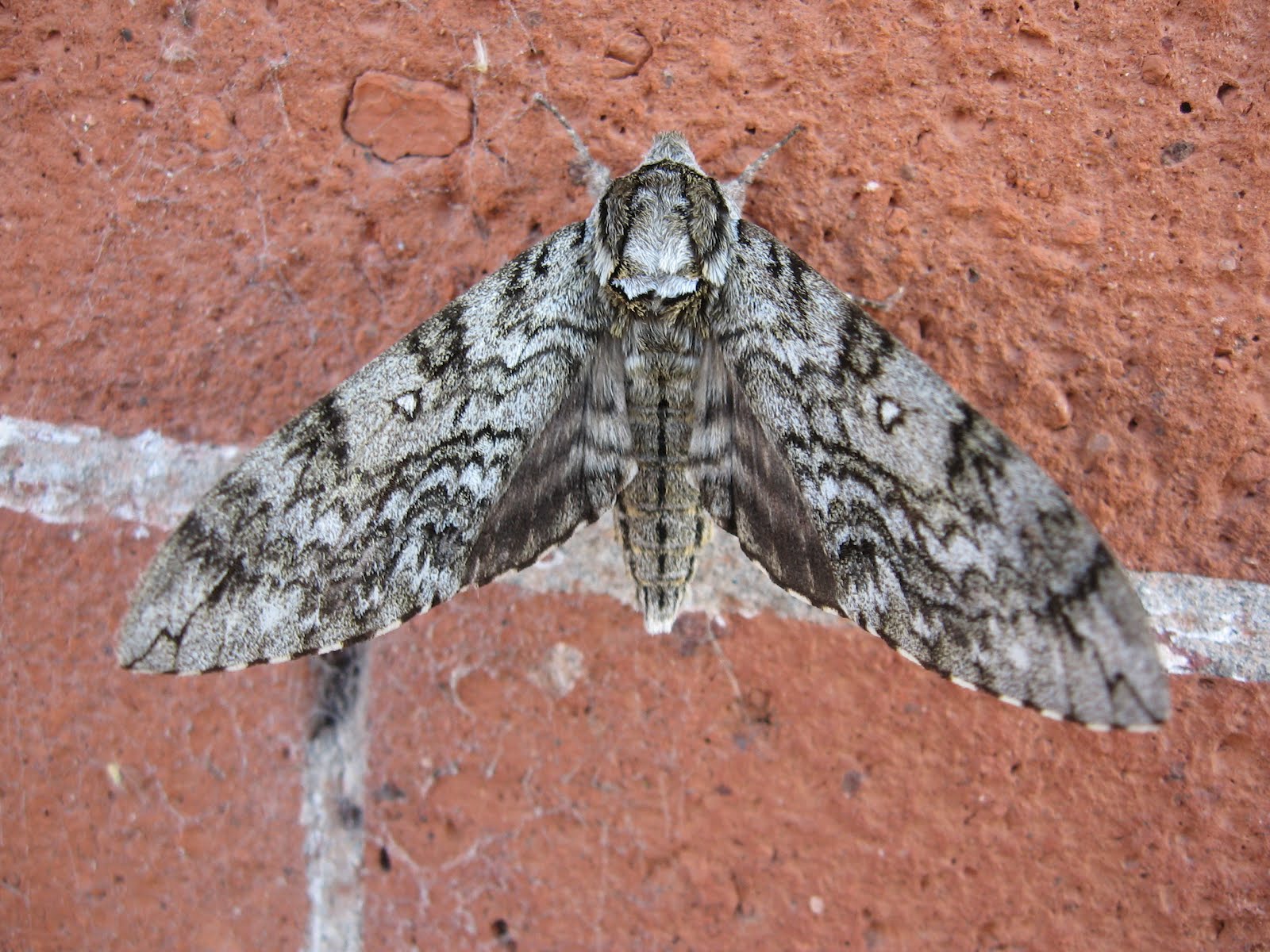 Tangled Web: An Eclipse of Moths