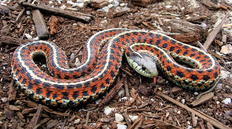 Amazing Colorful Snakes - Most Beautiful Snakes of the World | Most ...