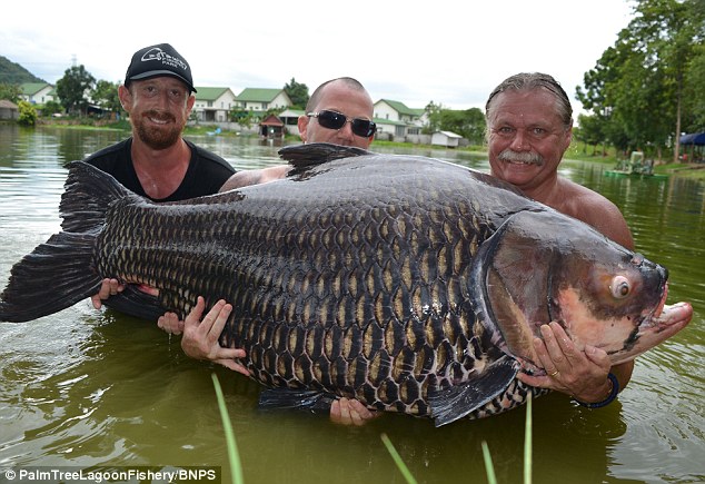World Record Grass Carp