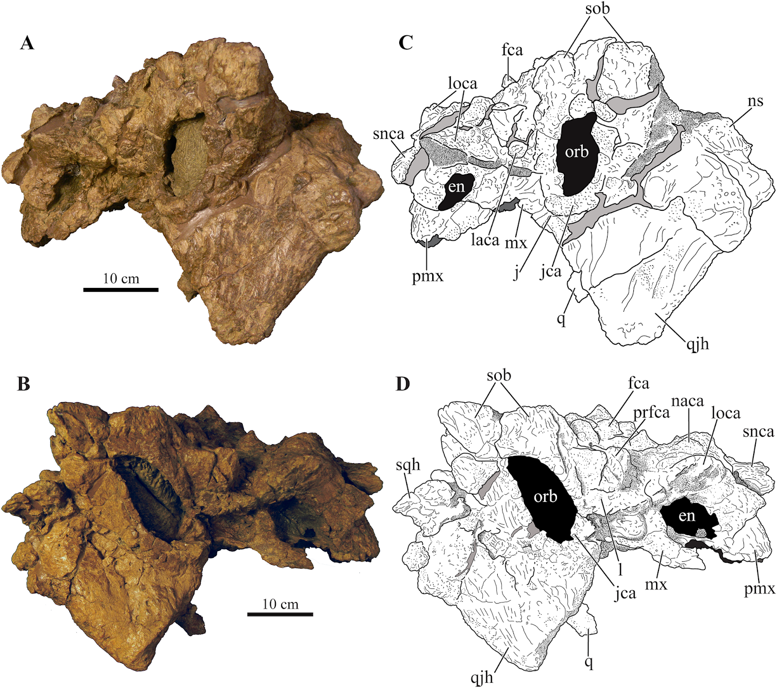 Species New to Science: [Paleontology • 2018] Akainacephalus johnsoni ...