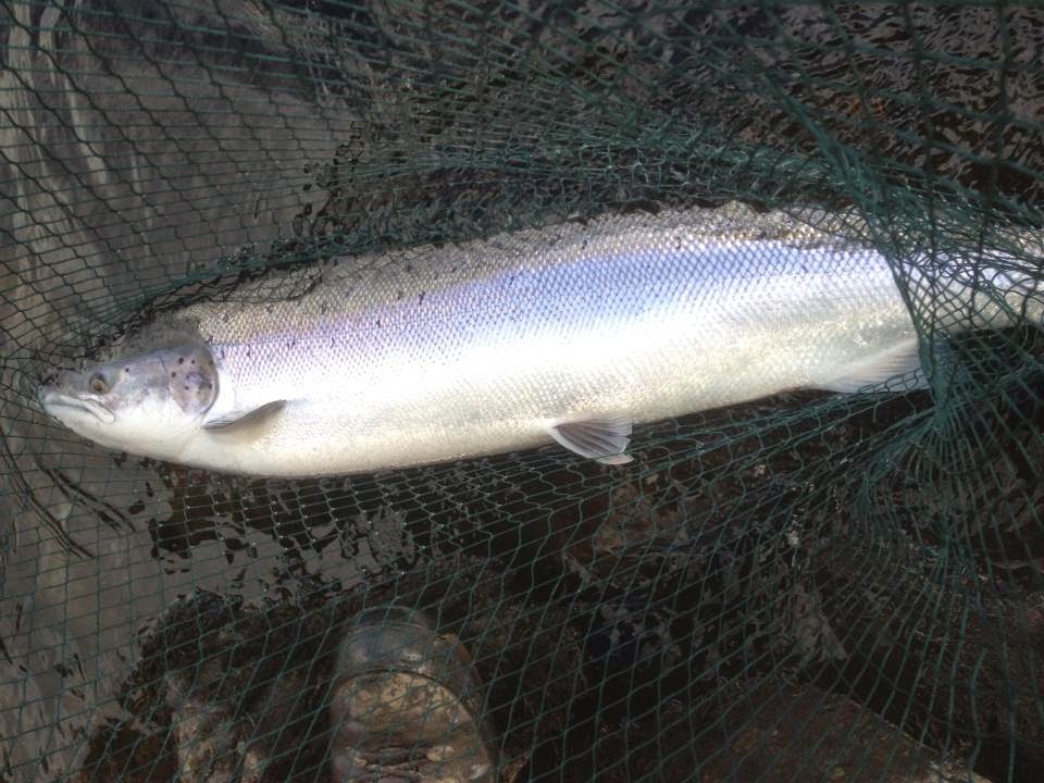 Salmon Fishing Scotland.: Salmon Fishing Scotland Tay Salmon Fishing ...