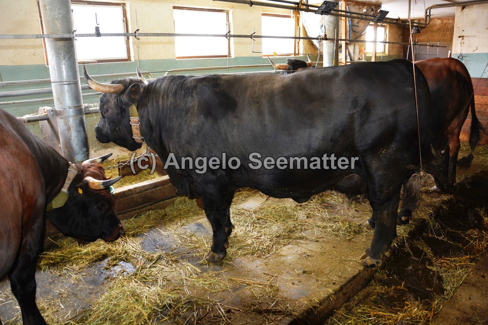 Inspiration Eringerkuh: Lengen Bruno - Embd