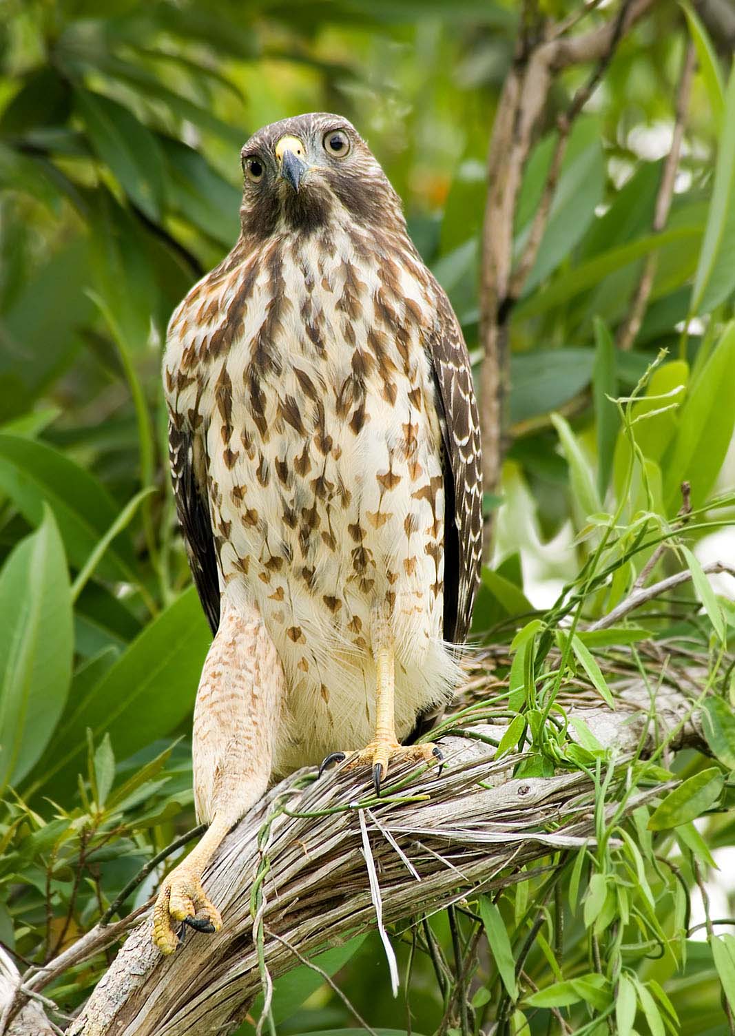 Everglades National Park | Desktop Wallpapers