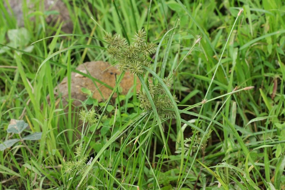 Flora de Puerto Rico Ilustrada Papo Vives: CYPERACEAE MARISCUS CYPERUS ...