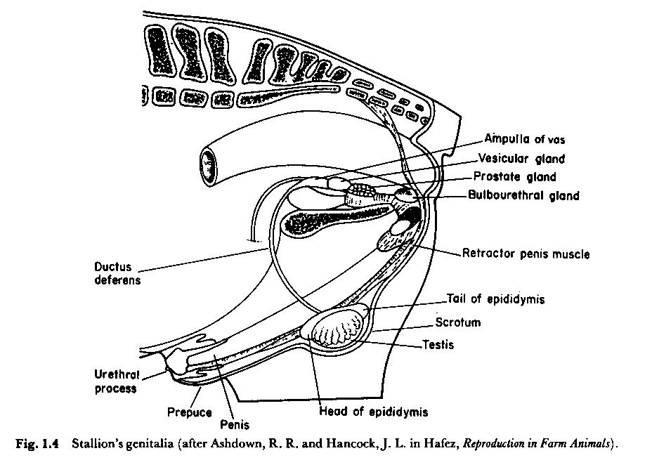 Visão Geral da Medicina Veterinária: Anatomia do sistema reprodutivo ...