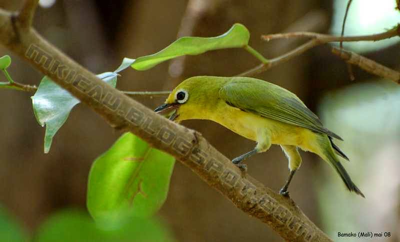 Burung Pleci Dada Kuning: Burung Cantik Dengan Perawatan Yang Mudah ...