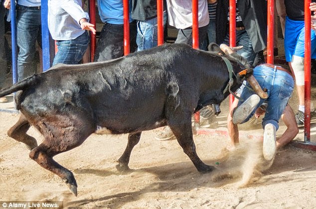 Viral Photo : Man gets real bulls eye from the angry beast during ...