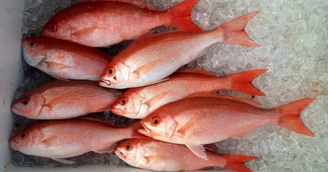 Red Snapper Suppliers, Buy Whole Red Snapper, Red Snapper Size, Red ...
