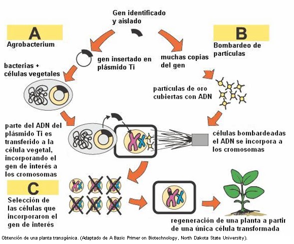 Alimentos transgénicos (cañón de genes): ¿Qué es un alimento transgénico?