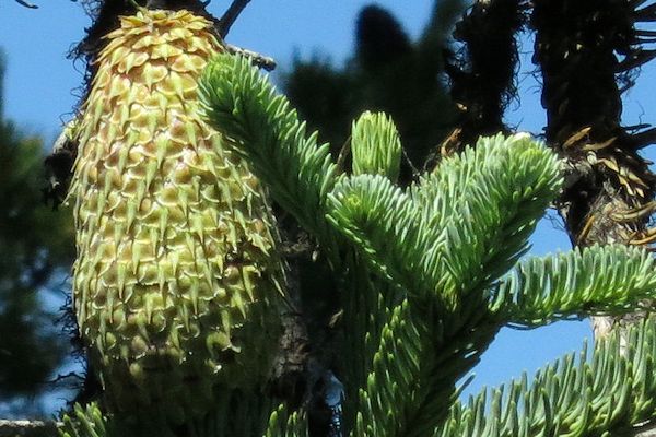 Grand Fir Cone