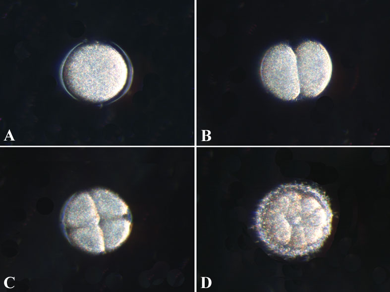 Bioética y vida humana: abril 2013