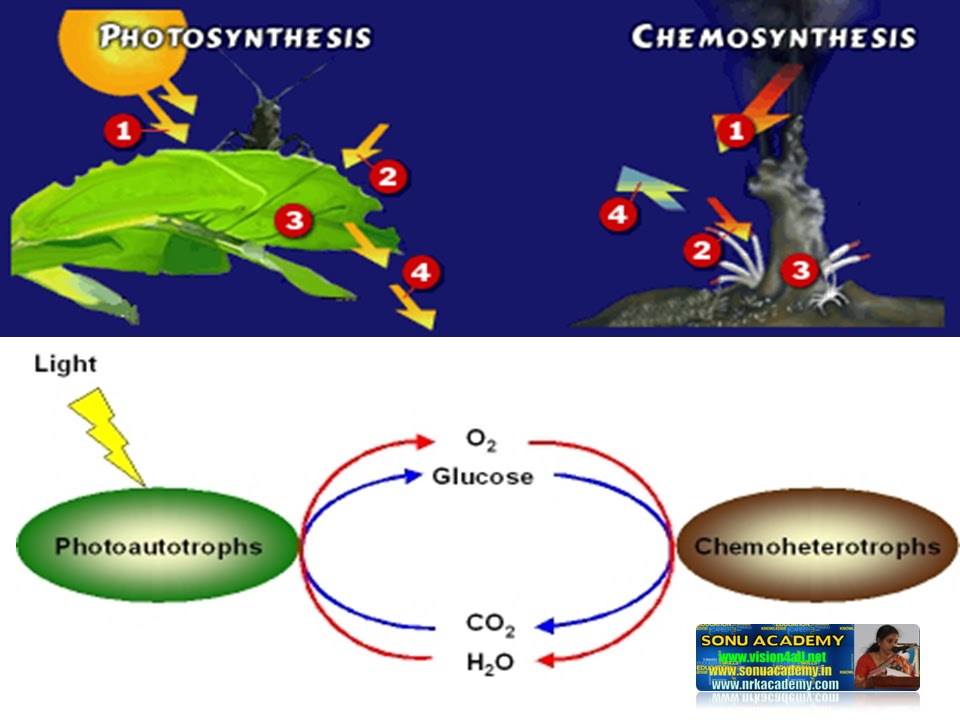 SONU ACADEMY: AUTOTROPHIC NUTRITION-TEXT