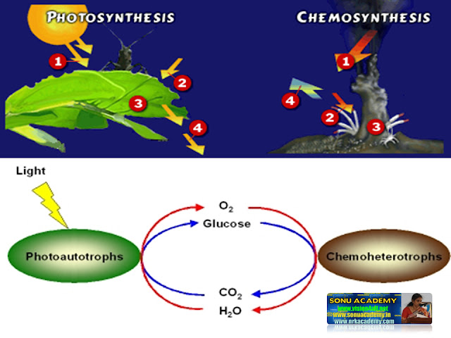 SONU ACADEMY: AUTOTROPHIC NUTRITION-TEXT