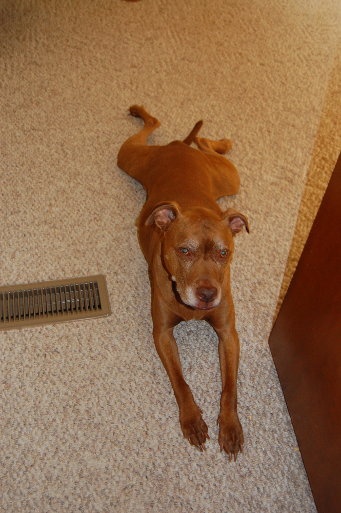 Pit Bull Frogs: Pit Bull Frog Photos