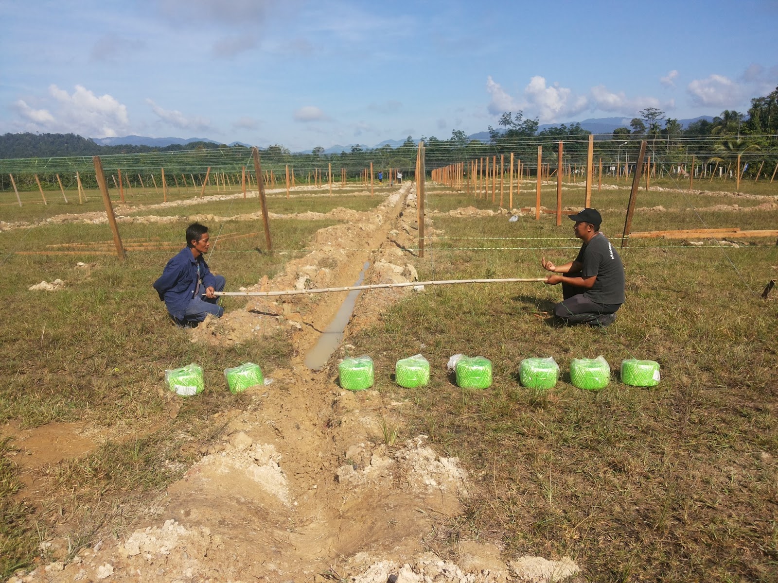 OBO: Projek Tanaman Timun Fertigasi Terbuka Di SMK Kuala Jengal, Dungun ...