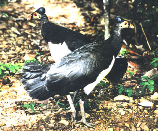 Seputar Hobi Dunia Satwa : MENGENAL BURUNG MALEO YANG UNIK DAN LANGKA