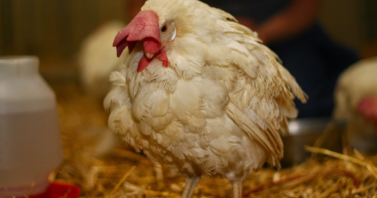 The Veracious Vegan: Turlock, the documentary