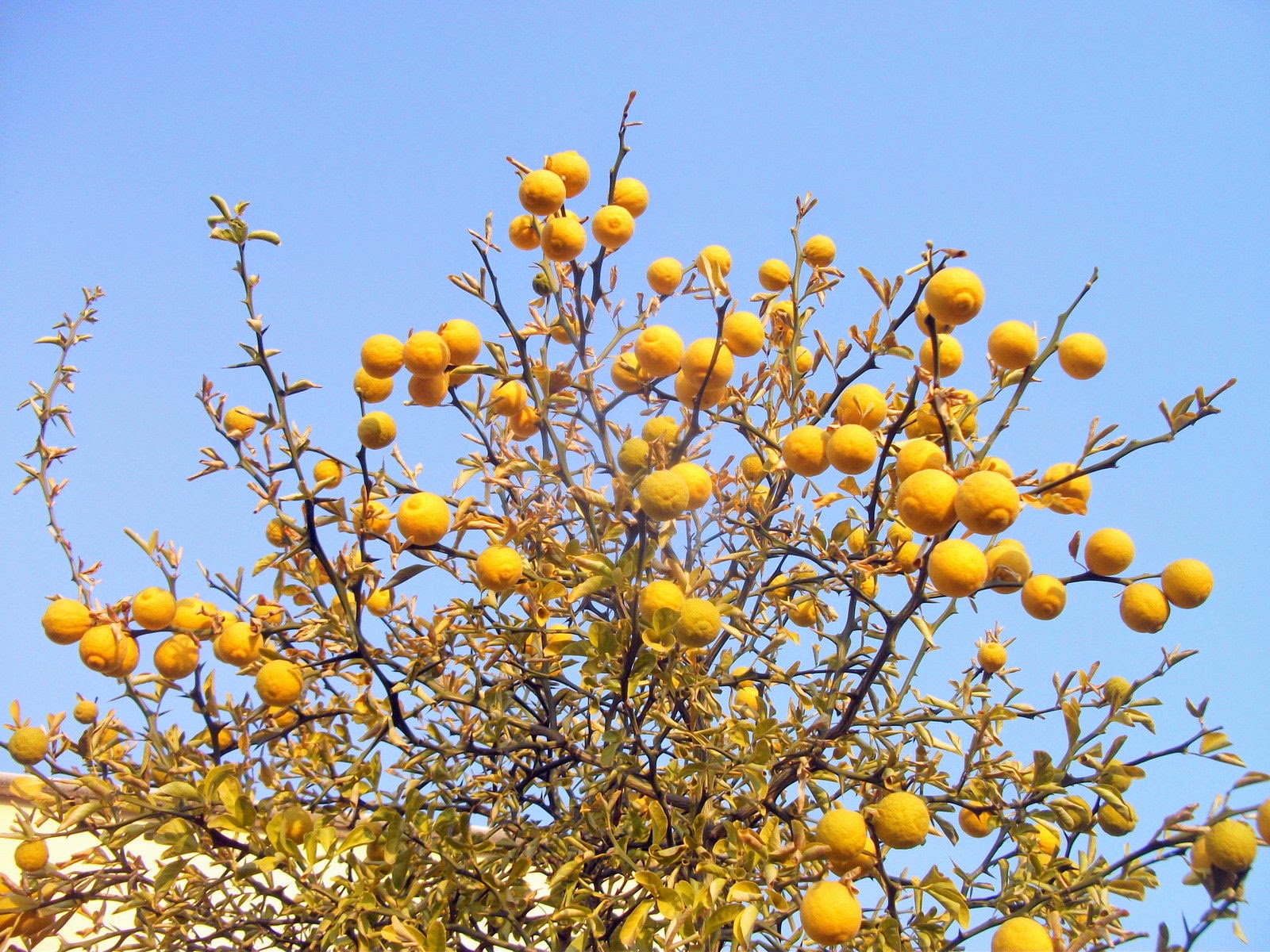 Casa si gradina: Lamaiul rezistent la frig - Poncirus Trifoliata