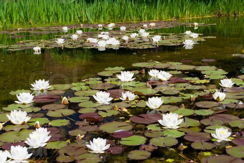 Seminte si plante de gradina hobby: Nufărul alb-Nymphaea alba