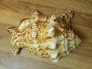 Saipan: Teaching, Living, & Recreation: Sought,Savory, Sea Shells on Saipan