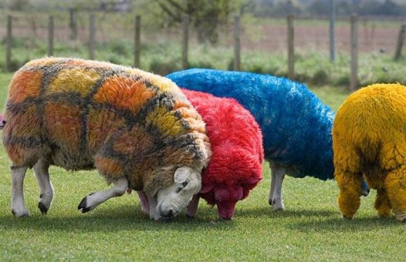 The Best Top Desktop HD Wallpapers: Colorful Sheep