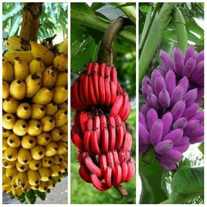 Bananas | Banana plants, Plants, Fruit garden