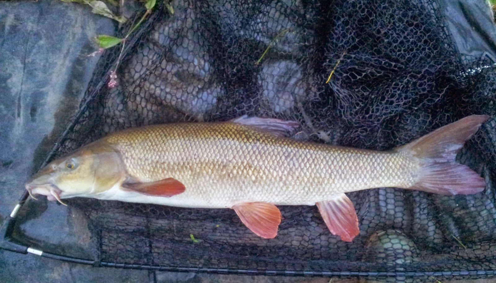 Fishy Business An Angler s Journal September Barbel fishy-business-an-angler-s-journal-september-barbel