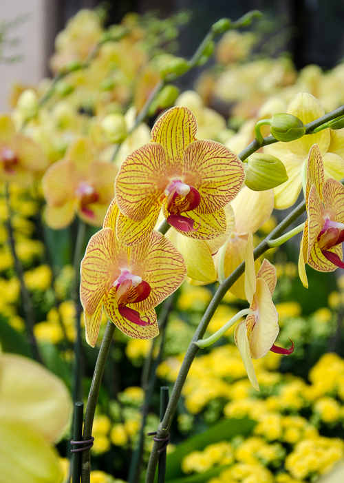 The Orchid Column: The Orchids of Orchid Daze