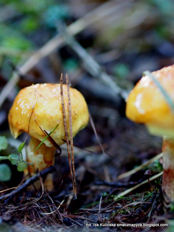 Grzyby gatunkami. Maślak żółty, modrzewiowy | Smaczna Pyza