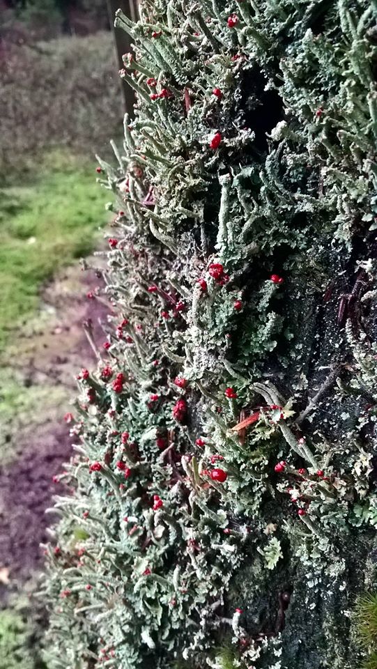 Camosun Blog : Lipstick Lichen, Fairy Puke (fungi) and a boot stuck in ...